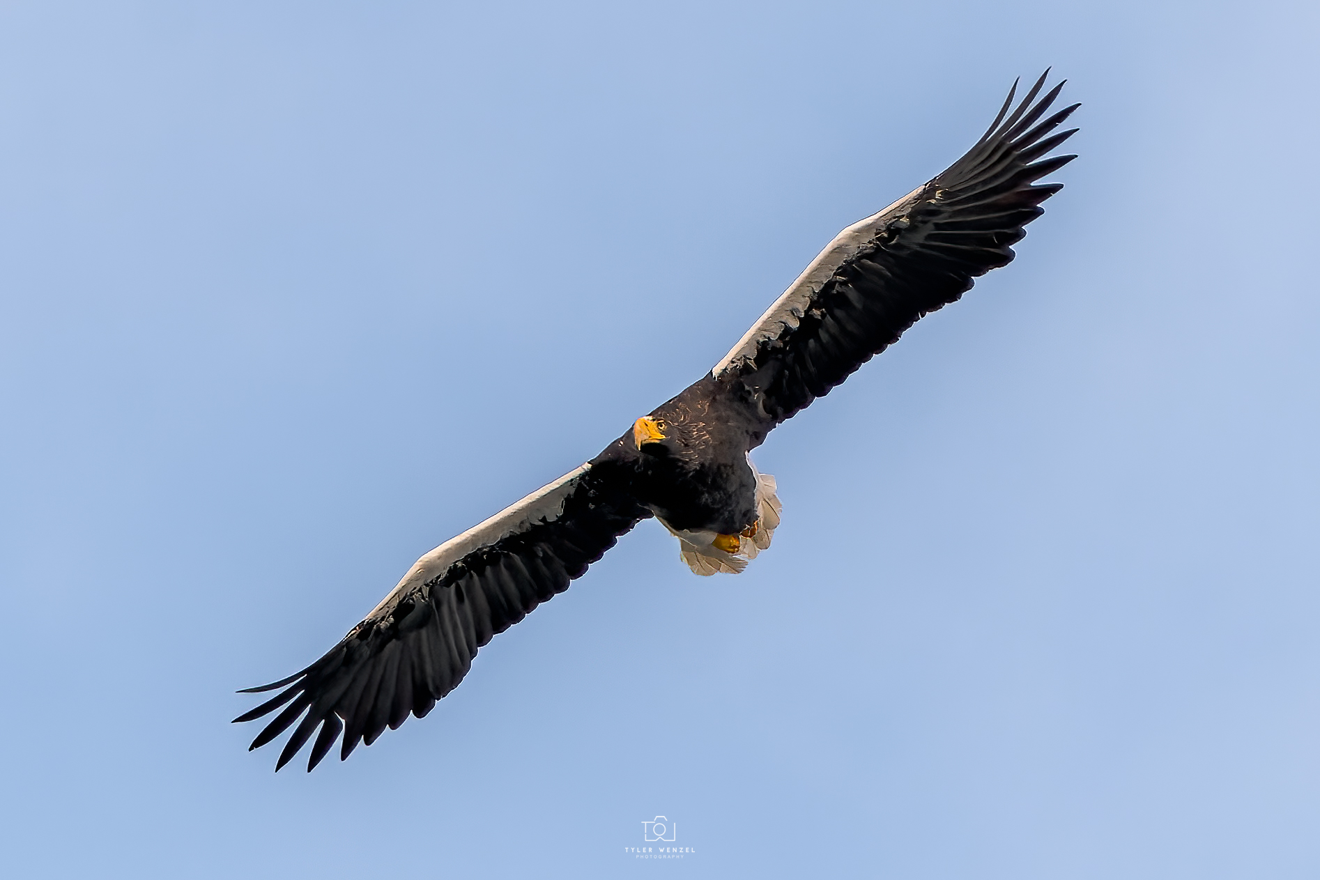 East Meets East: Newfoundland’s Asian Sea-Eagle – Wild Bird Research ...