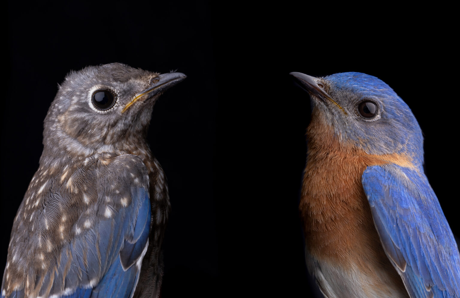 Why Molt Matters – Wild Bird Research Group, Inc.