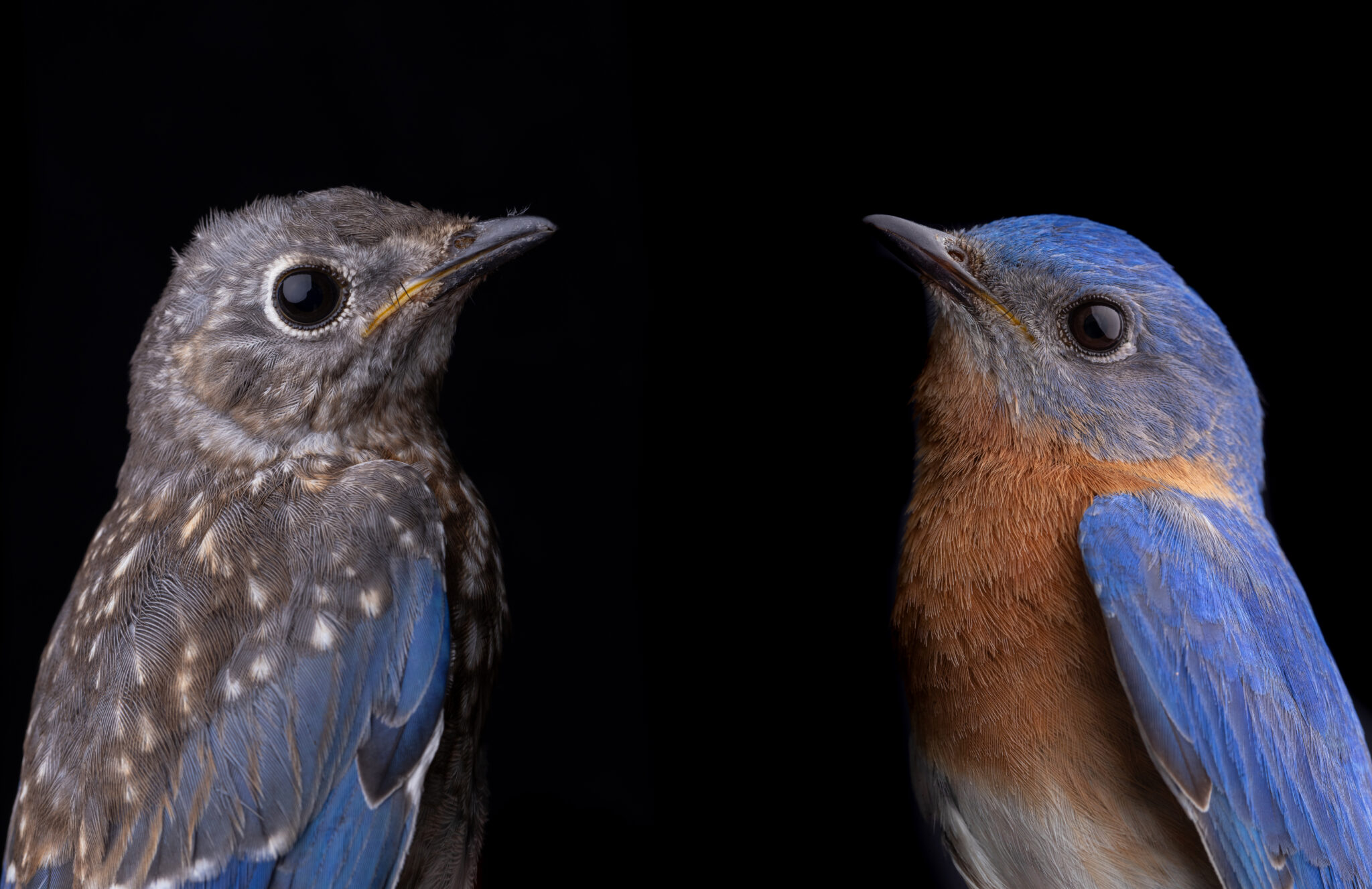 Why Molt Matters – Wild Bird Research Group, Inc.