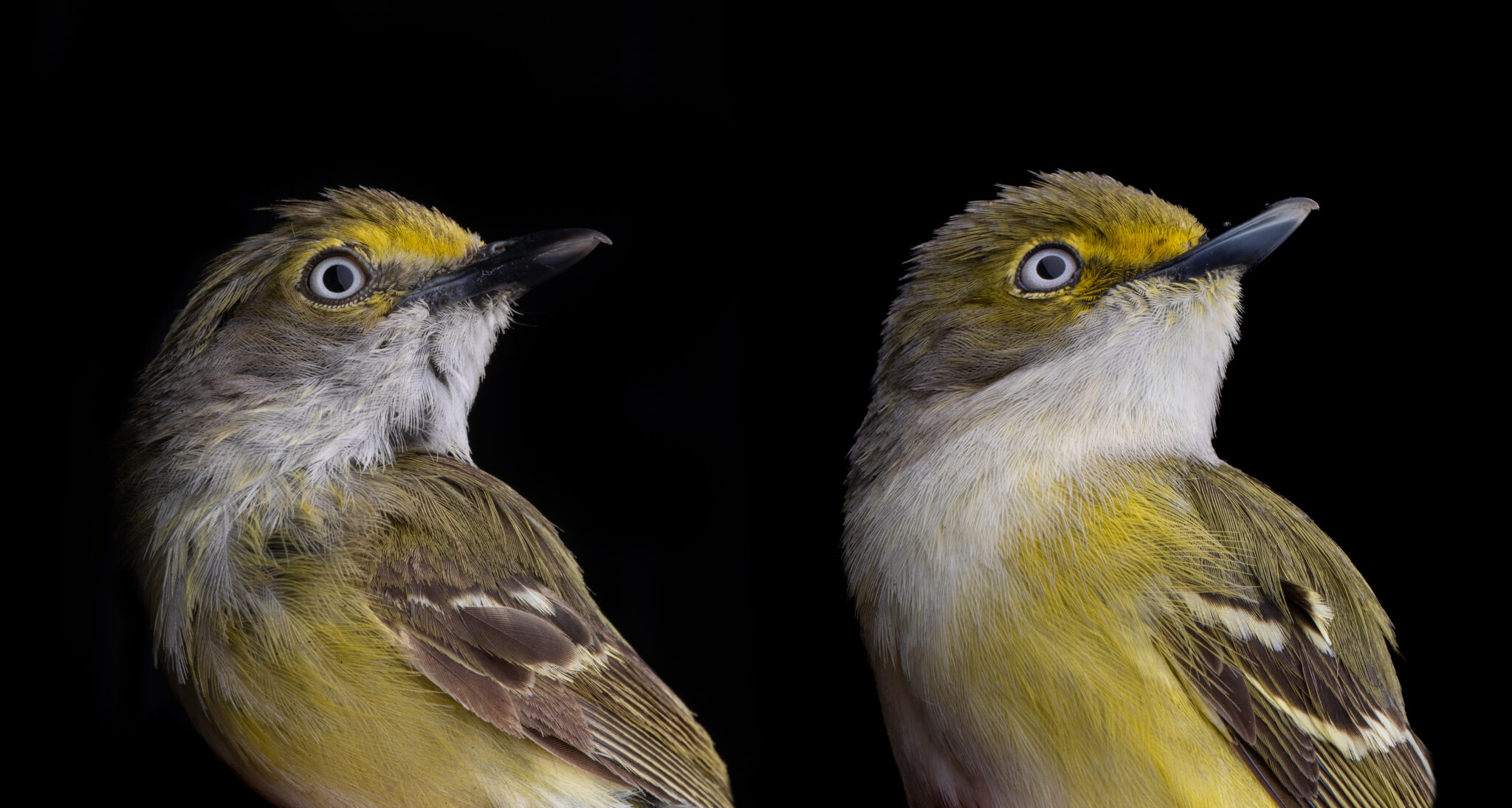 Why Molt Matters – Wild Bird Research Group, Inc.