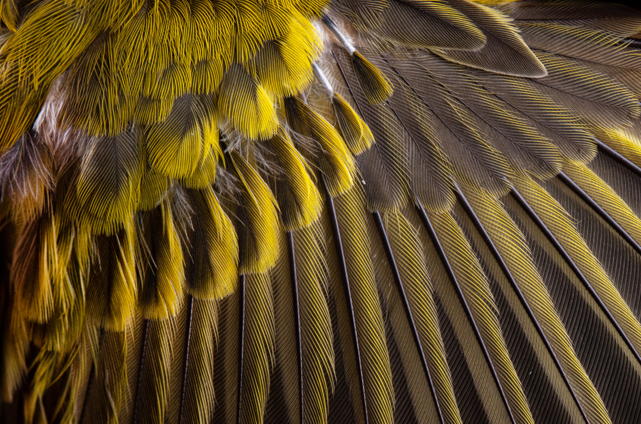 Why Molt Matters – Wild Bird Research Group, Inc.